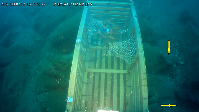 Live - Hummerteina Flødevigen 2021 | Angeln in Norwegen - NAF