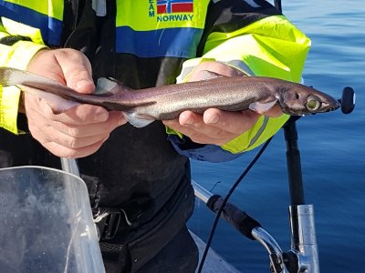Drei kann ja jeder! Unser Angelurlaub auf Hitra in der Anlage „Steinsjø ...