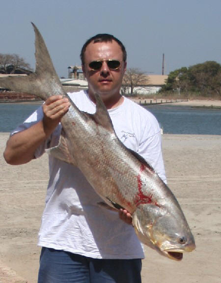 Giant African Threadfin | Angeln in Norwegen - NAF